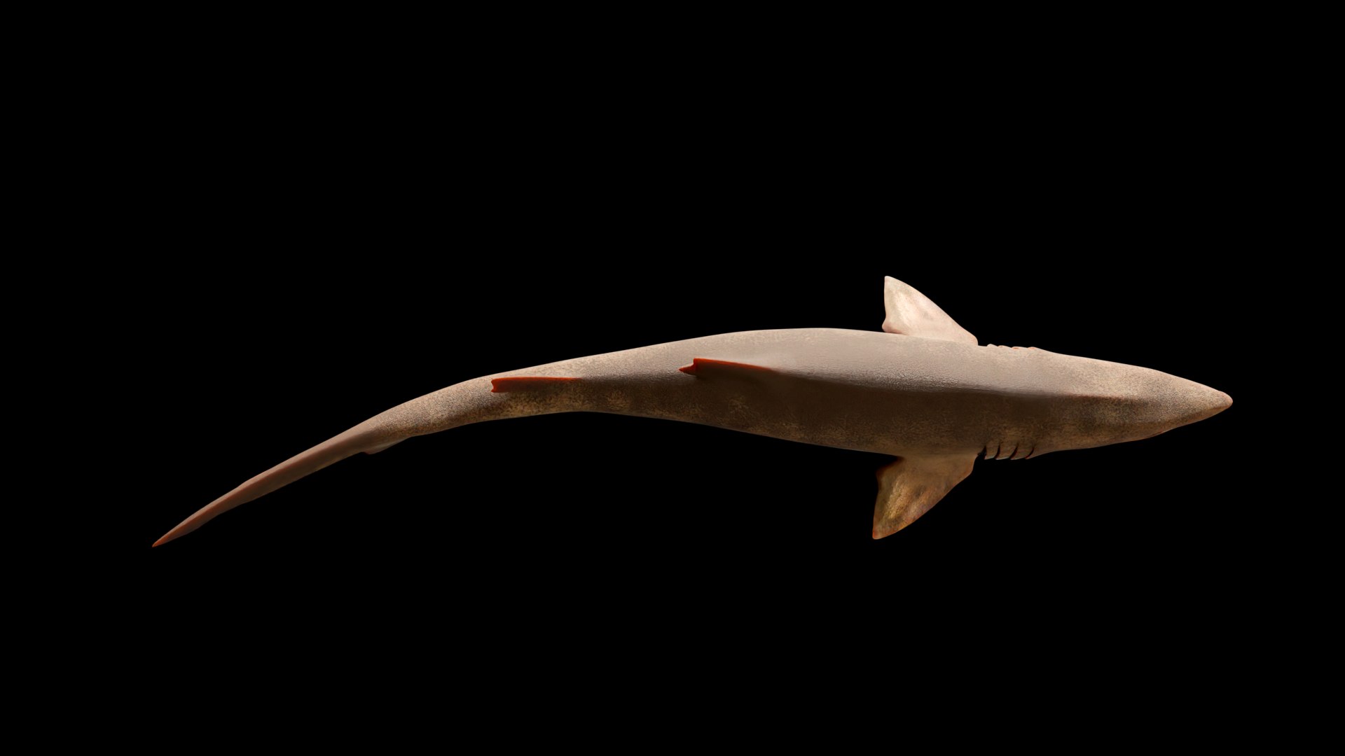 3D Animated Sand Tiger Shark - TurboSquid 2184076