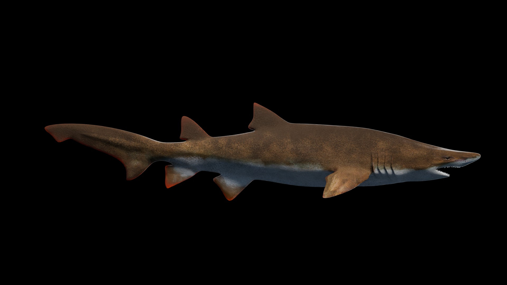 3D Animated Sand Tiger Shark - TurboSquid 2184076
