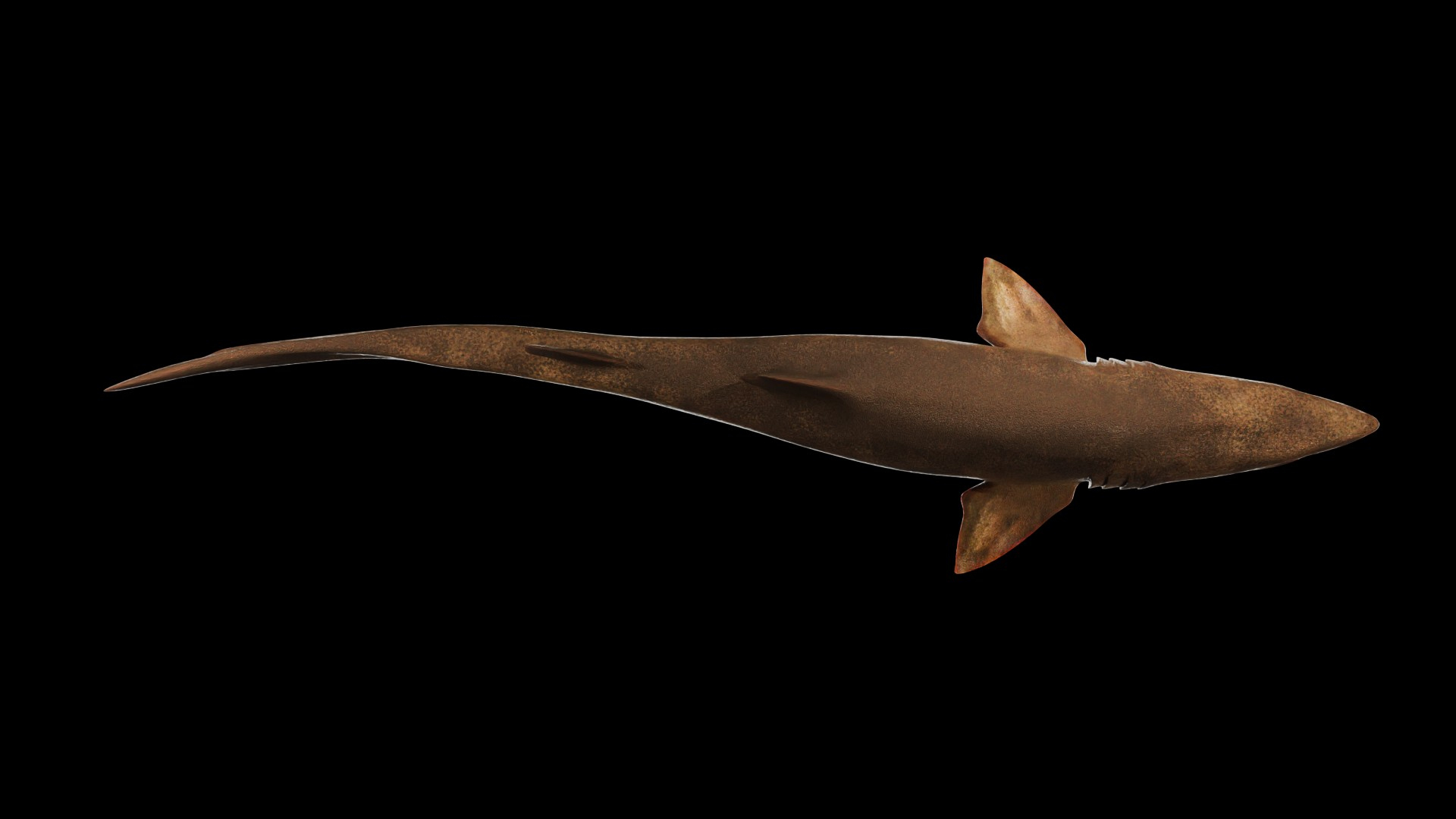 3D Animated Sand Tiger Shark - TurboSquid 2184076