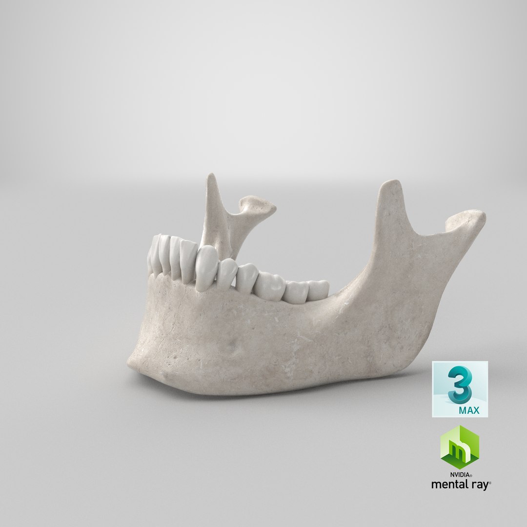 3D human woman jawbone mandible - TurboSquid 1618093