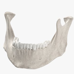 3D Jaw Models - Browse & Download Formats - TurboSquid
