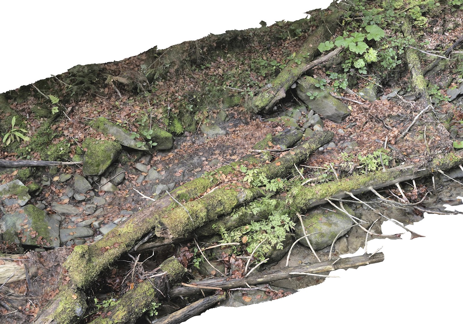 Forest Asset Pack Hd 3D - TurboSquid 1654420