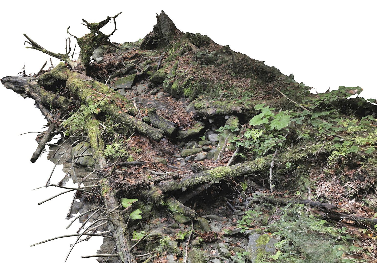 Forest Asset Pack Hd 3D - TurboSquid 1654420