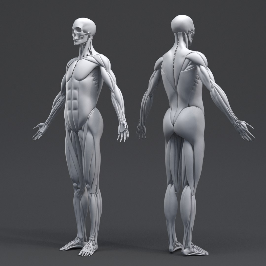 Free Human Simulation 3d Model