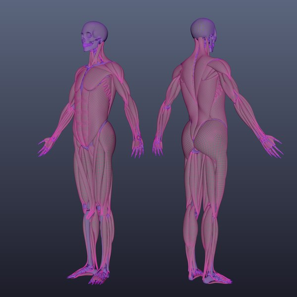 free human simulation 3d model