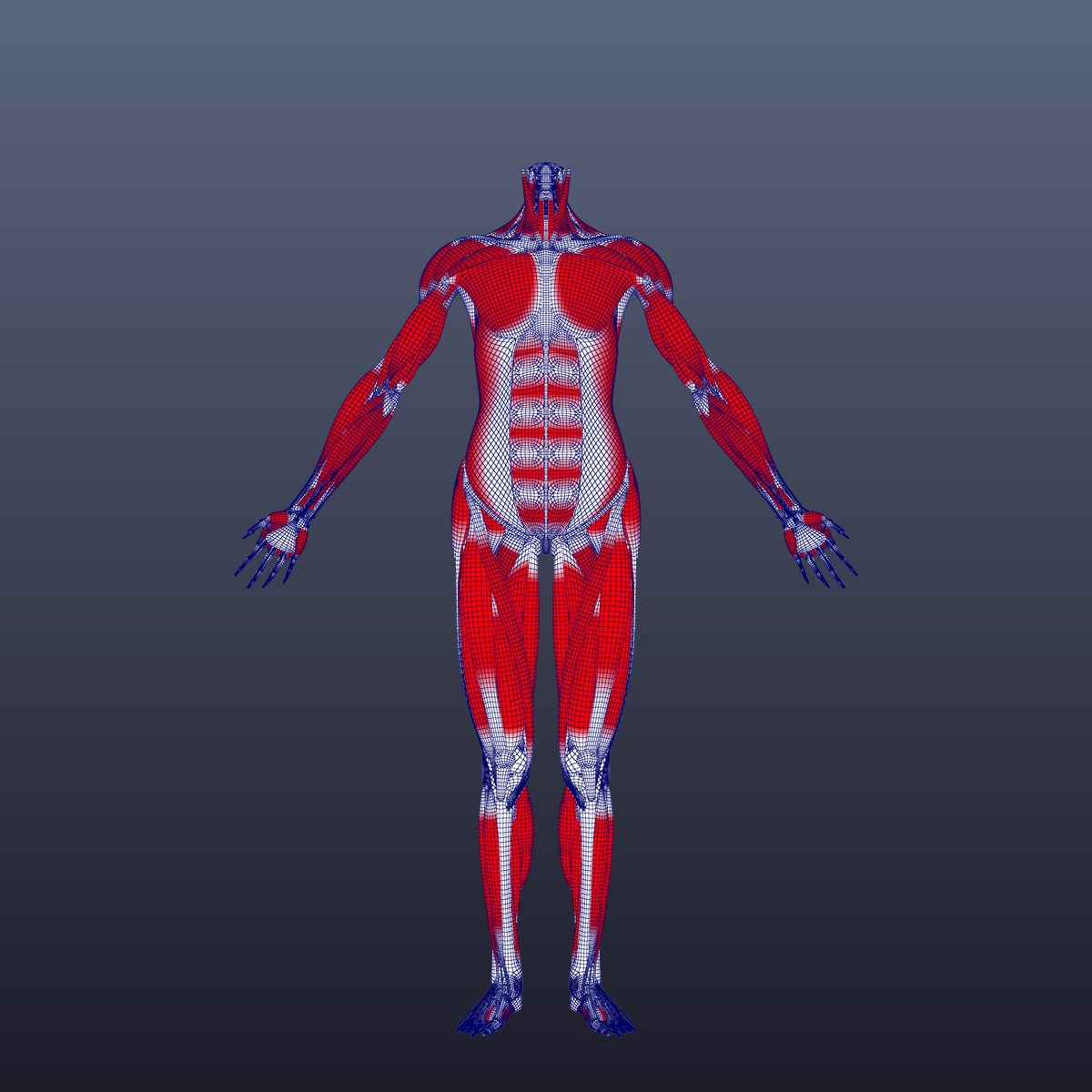 free human simulation 3d model