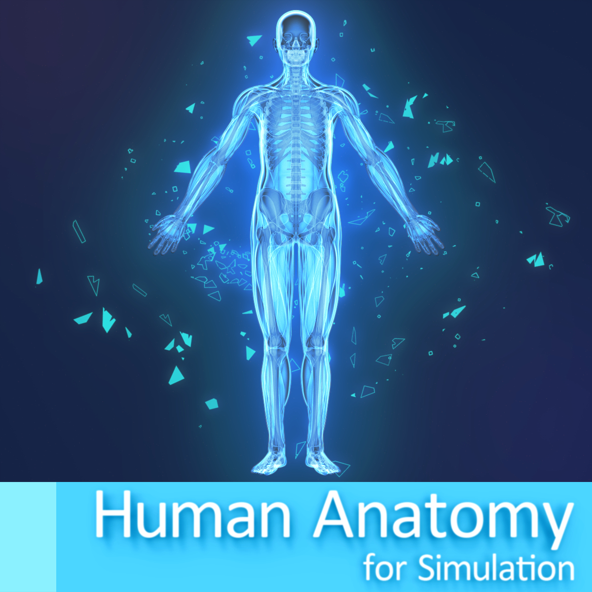 free human simulation 3d model