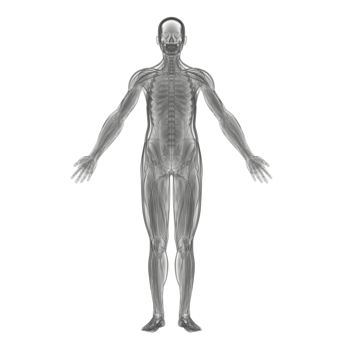 free human simulation 3d model