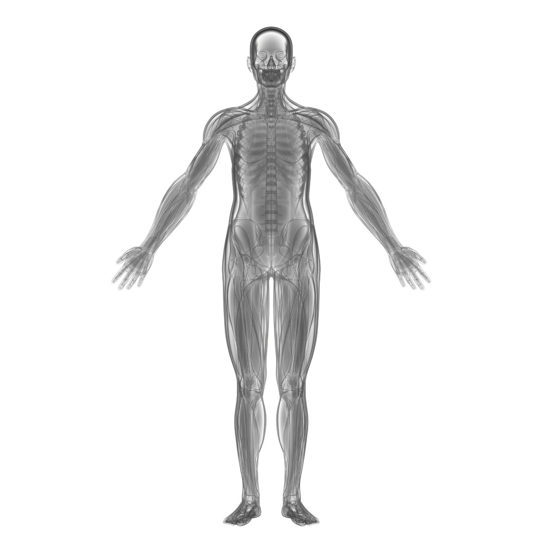 Free Human Simulation 3d Model