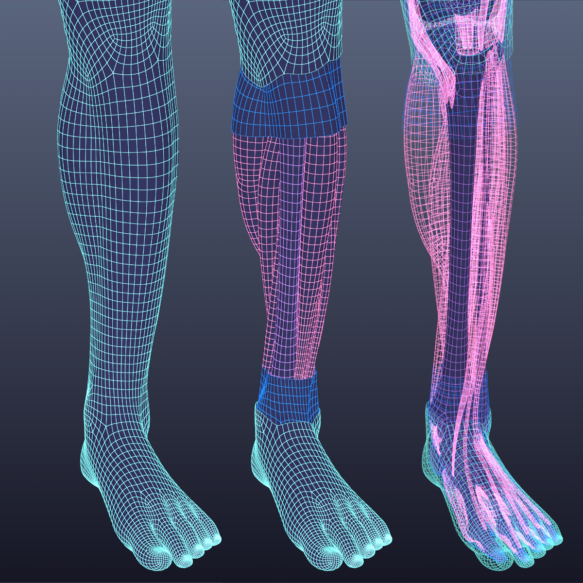 free human simulation 3d model