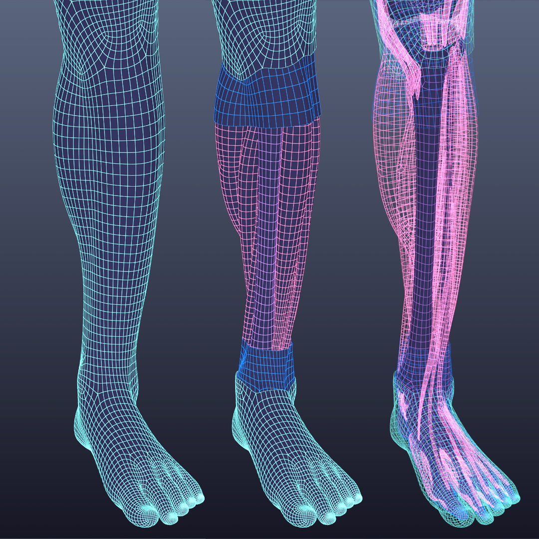 free human simulation 3d model