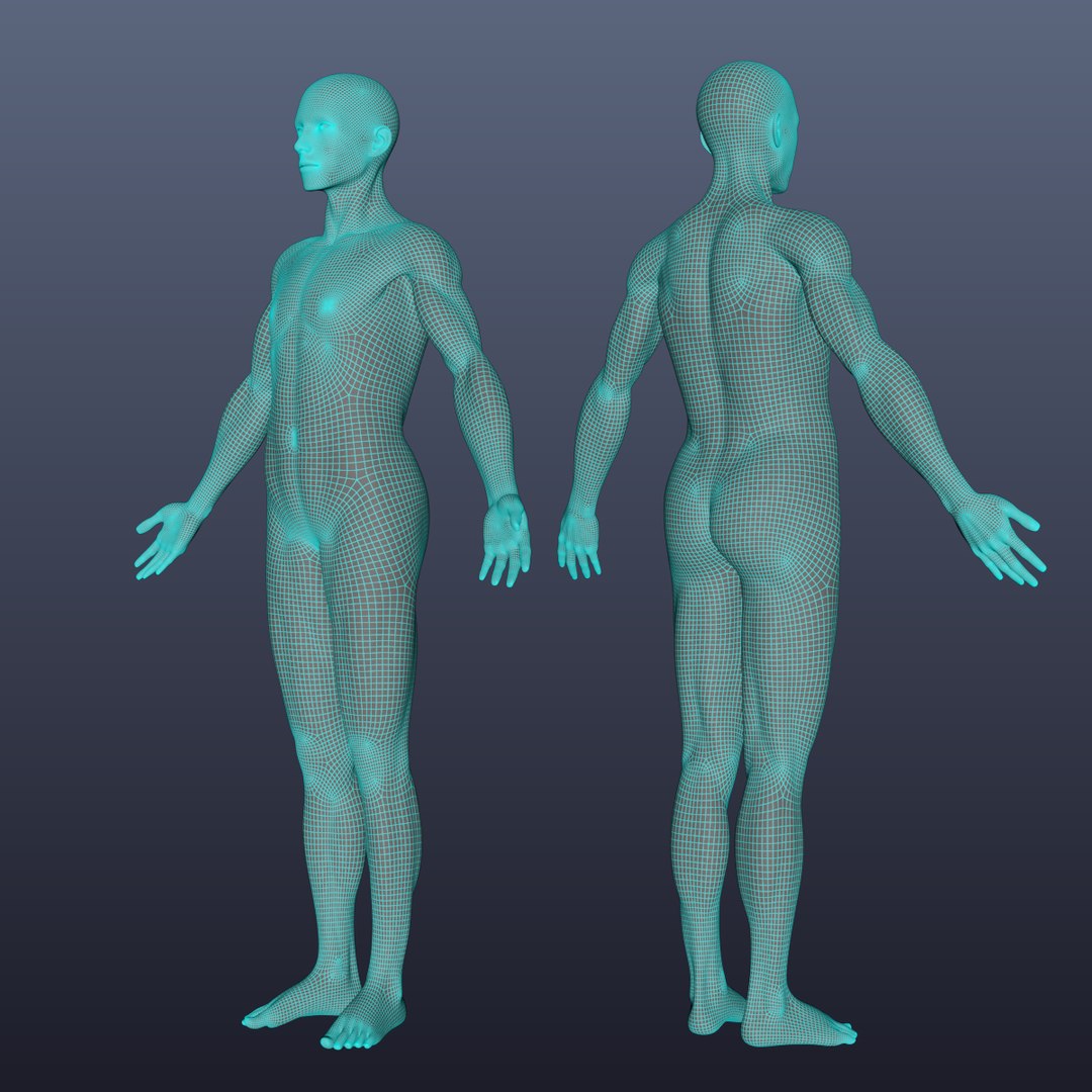 Free Human Simulation 3d Model