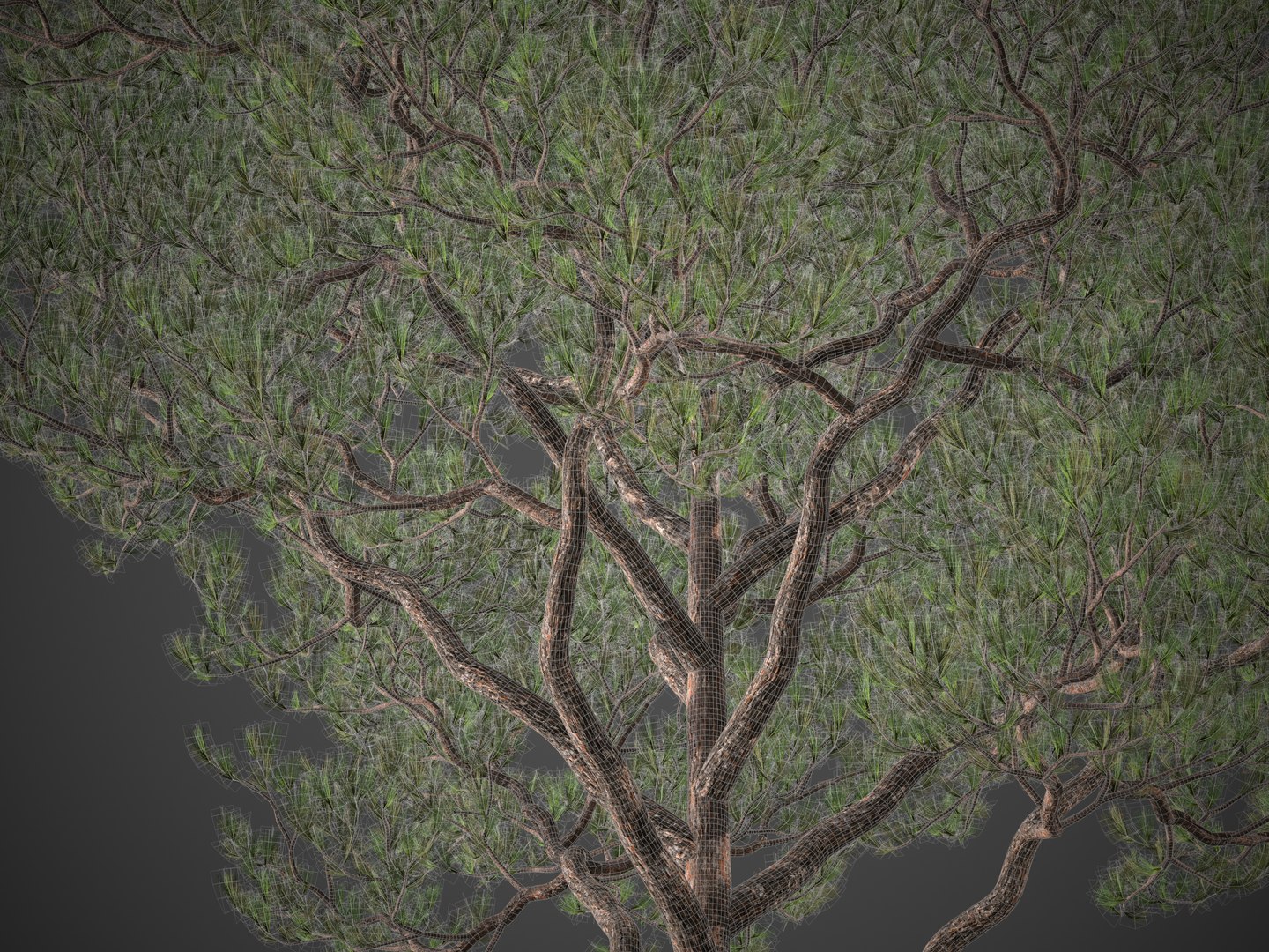 3D 2021 PBR Monterey Pine Collection - Pinus Radiata Model - TurboSquid ...