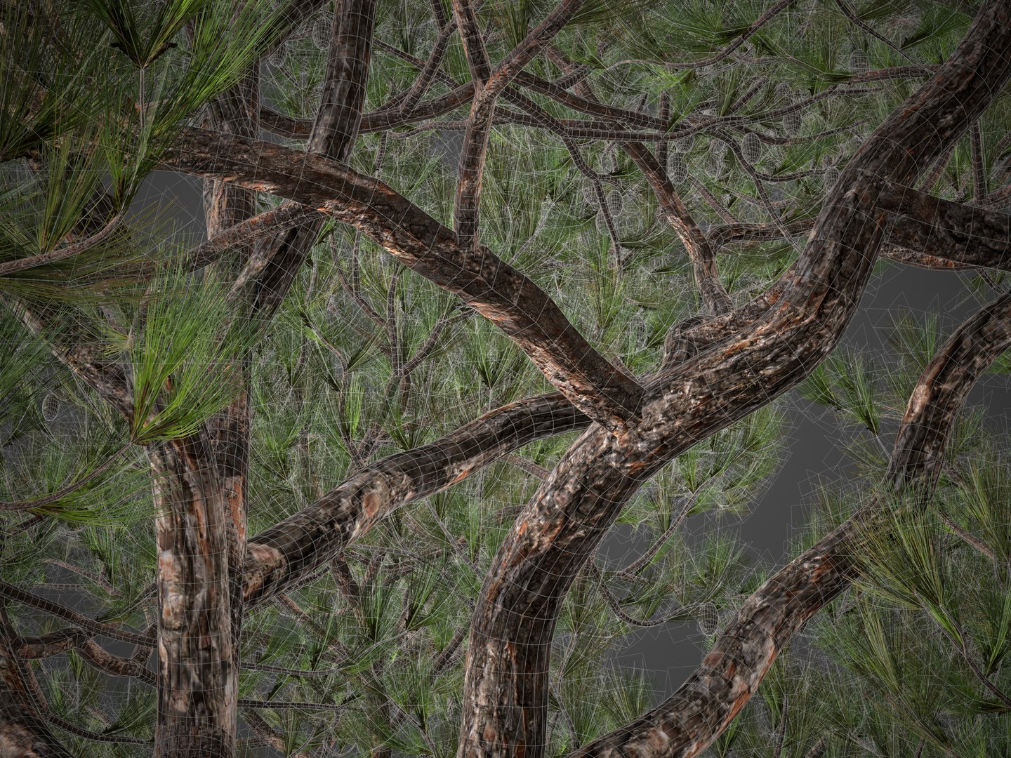 3D 2021 PBR Monterey Pine Collection - Pinus Radiata Model - TurboSquid ...