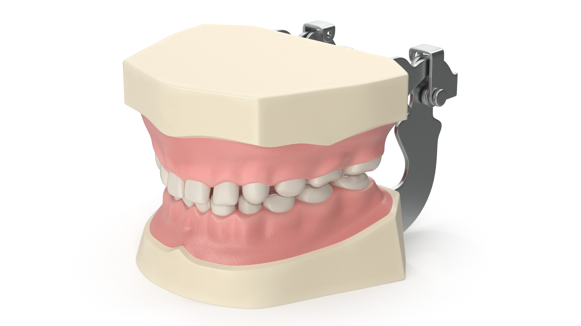 Manikin Dental Typodont Pediatric Model With Removable Overbite Teeth ...