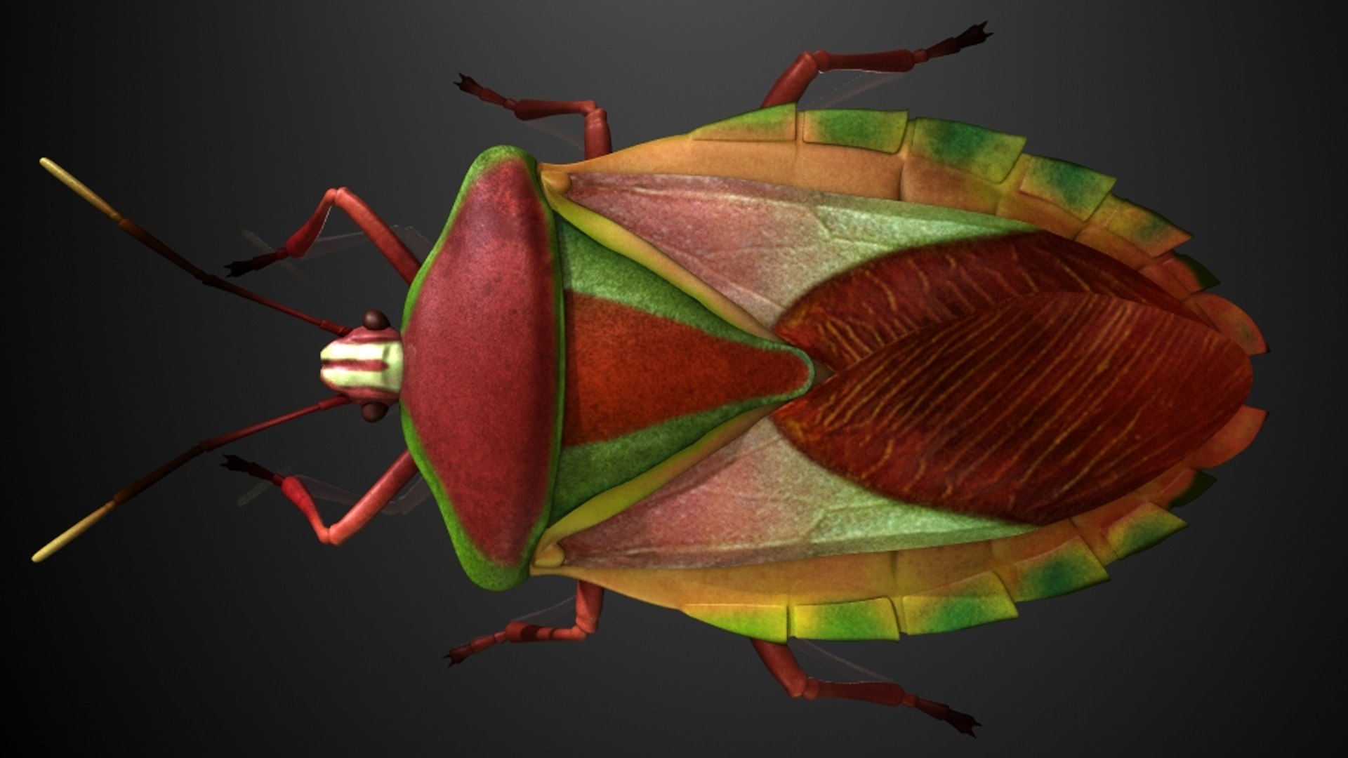 3D Insect - TurboSquid 1214270