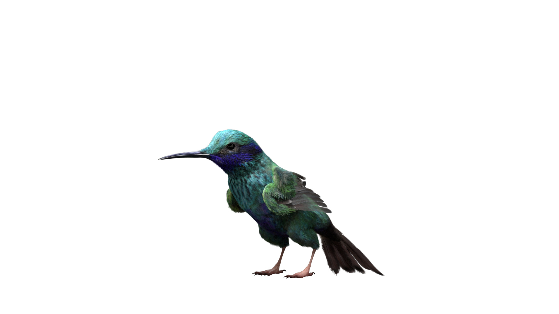 3D Realistic Hummingbird Rigged Model - TurboSquid 1516225