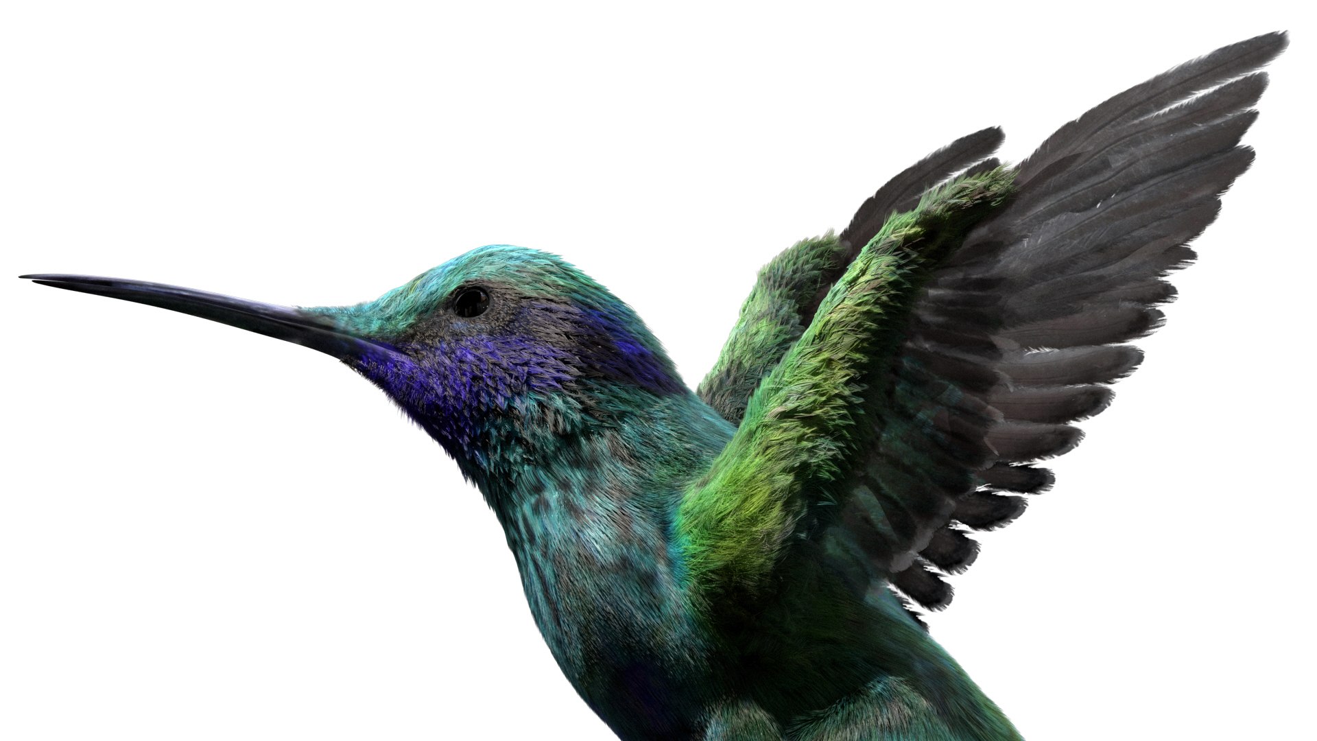 3D Realistic Hummingbird Rigged Model - TurboSquid 1516225