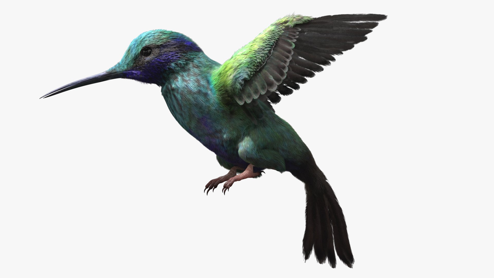 3D Realistic Hummingbird Rigged Model - TurboSquid 1516225