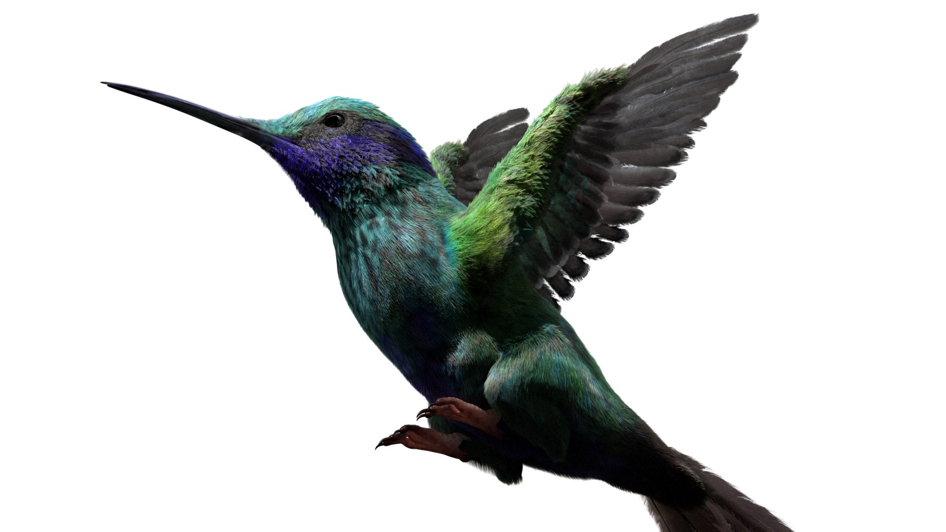 3D Realistic Hummingbird Rigged Model - TurboSquid 1516225