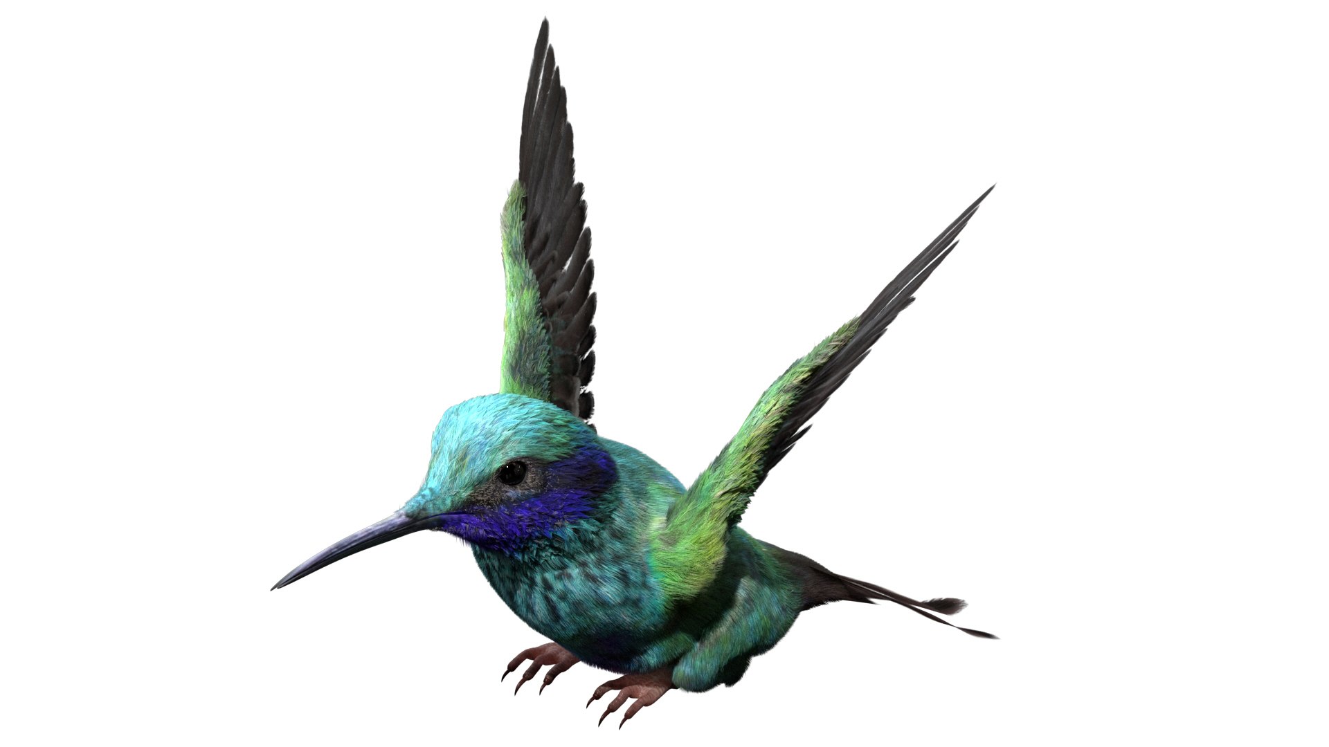 3D realistic hummingbird rigged model - TurboSquid 1516225