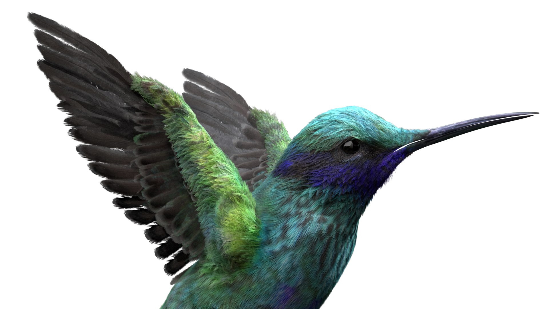 3D Realistic Hummingbird Rigged Model - TurboSquid 1516225
