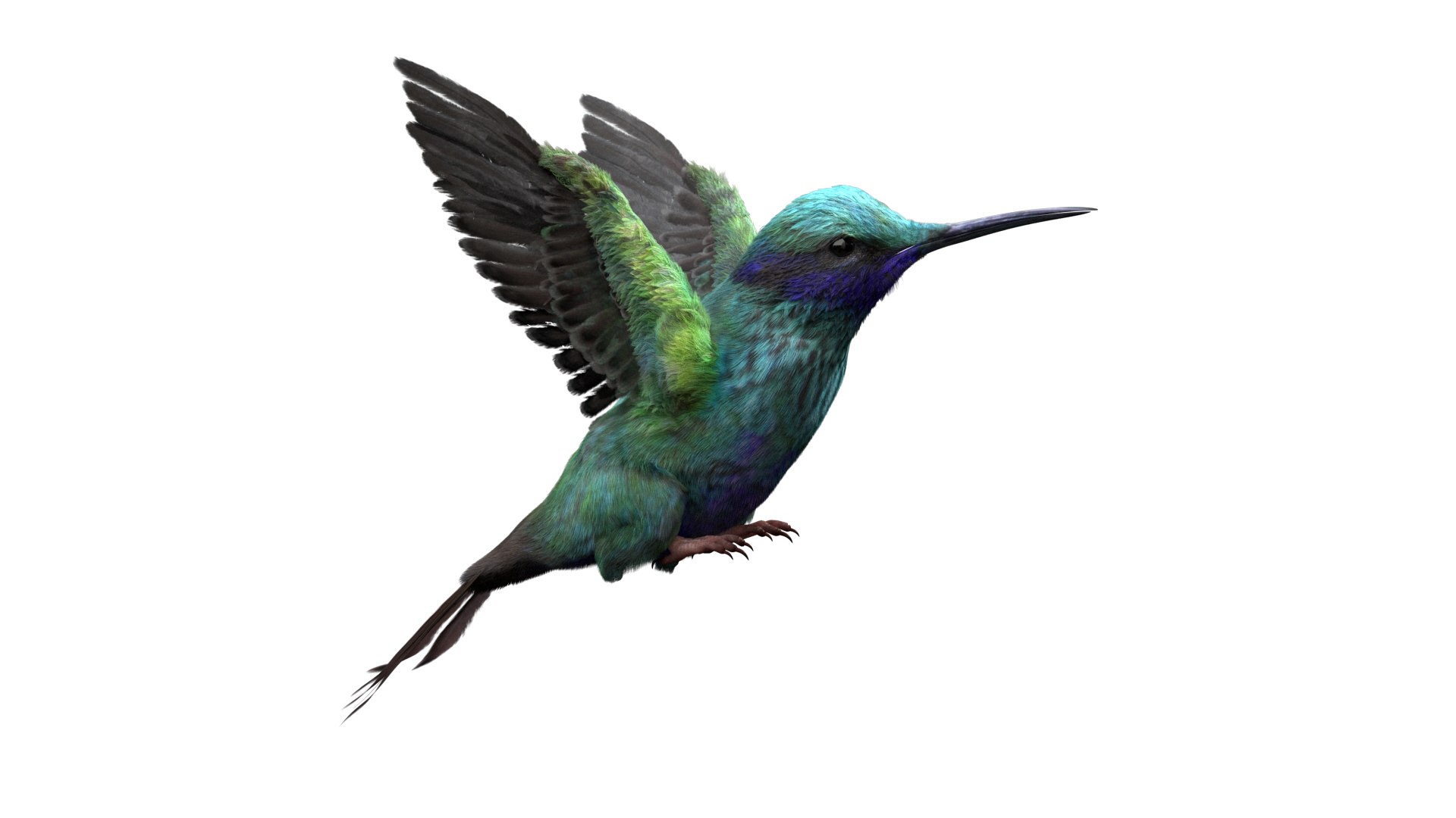 3D Realistic Hummingbird Rigged Model - TurboSquid 1516225