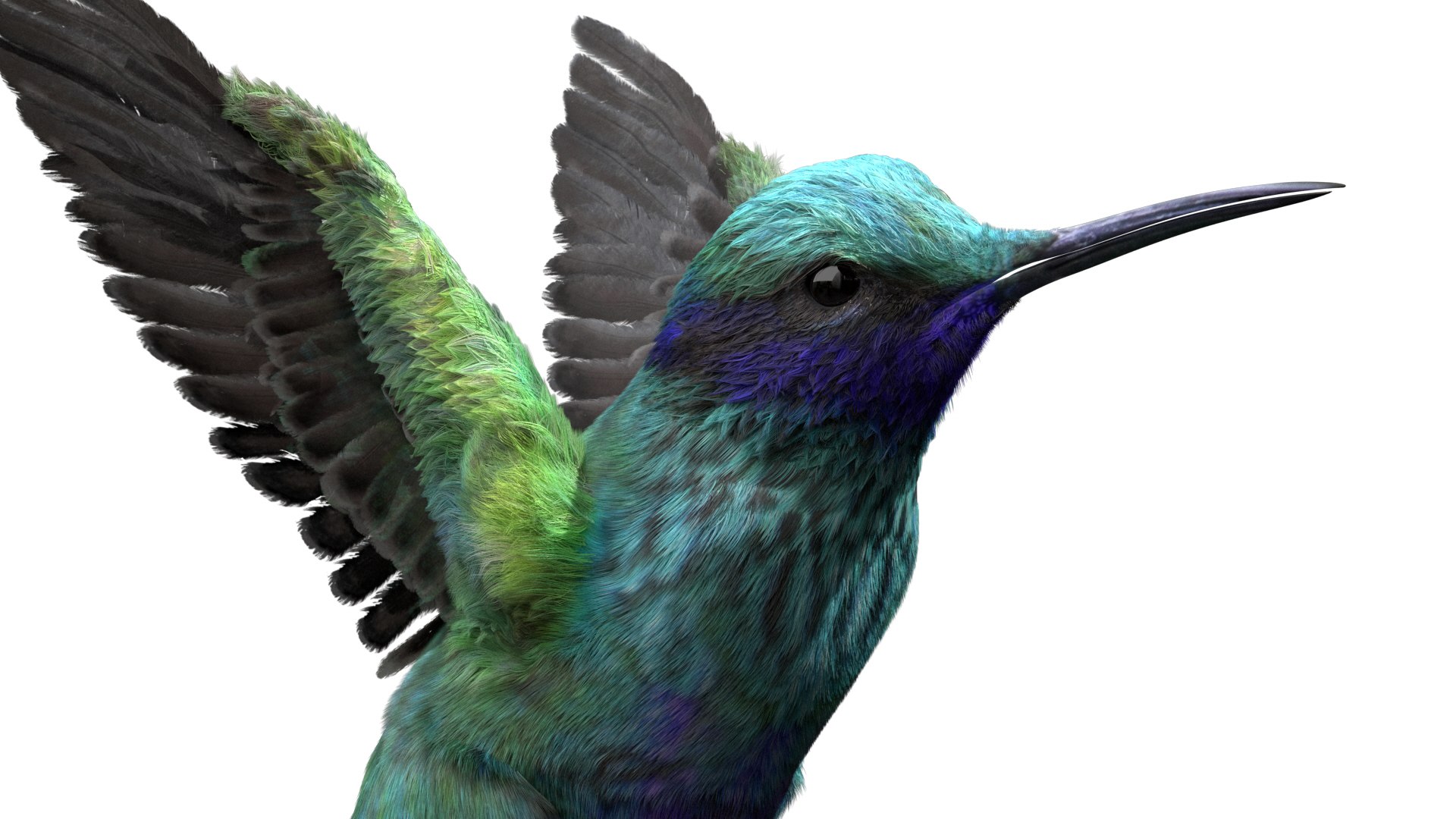 3D Realistic Hummingbird Rigged Model - TurboSquid 1516225