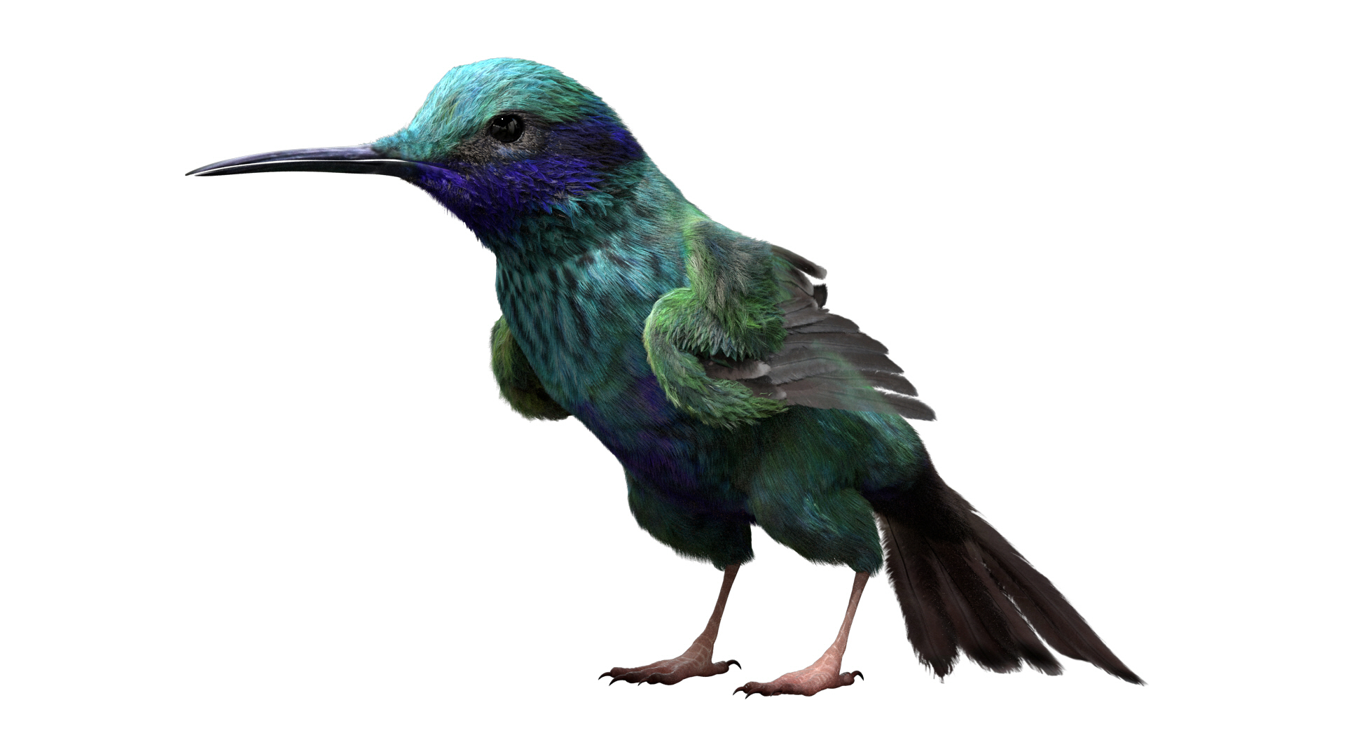 3D Realistic Hummingbird Rigged Model - TurboSquid 1516225