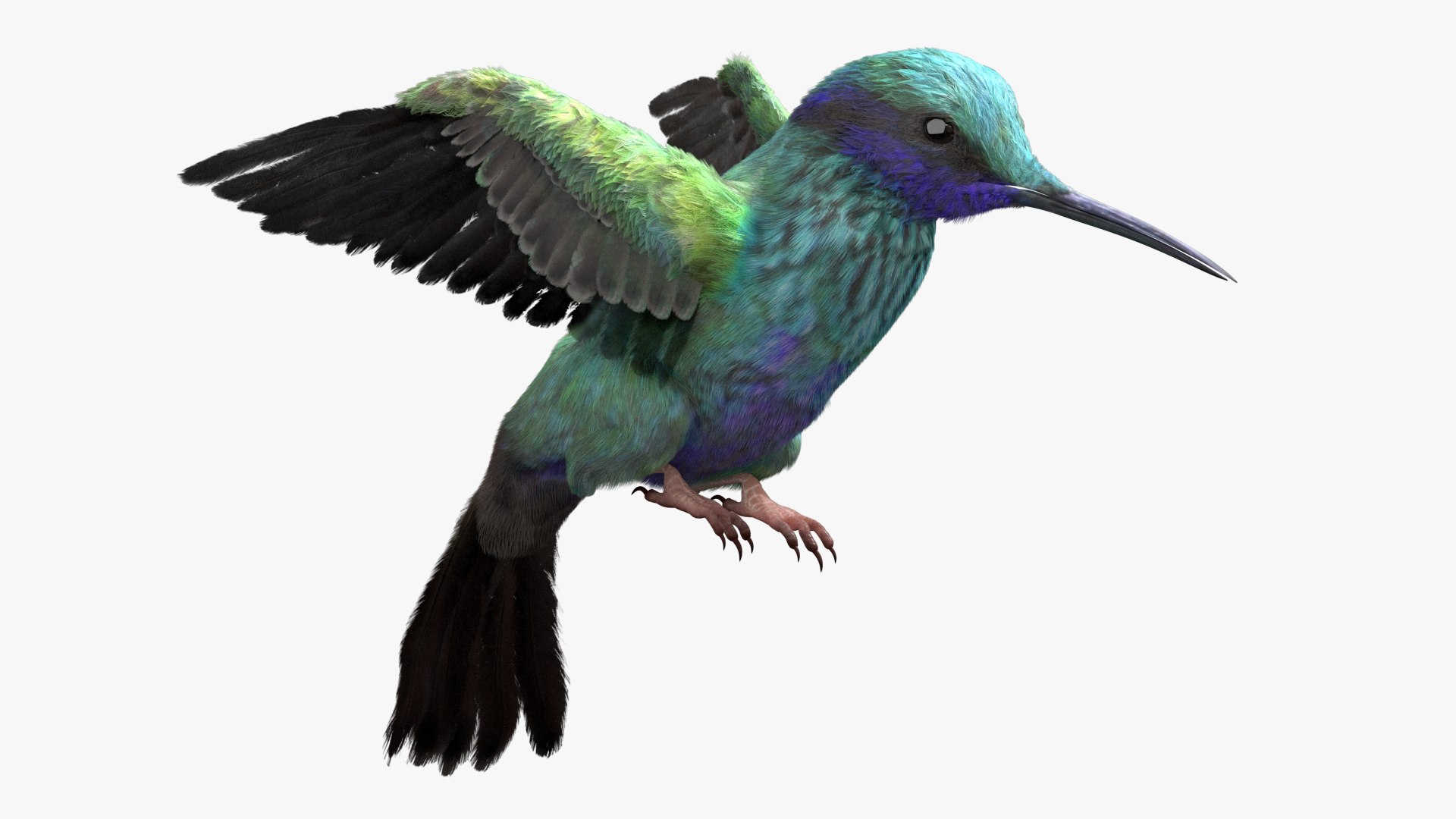 3D Realistic Hummingbird Rigged Model - TurboSquid 1516225