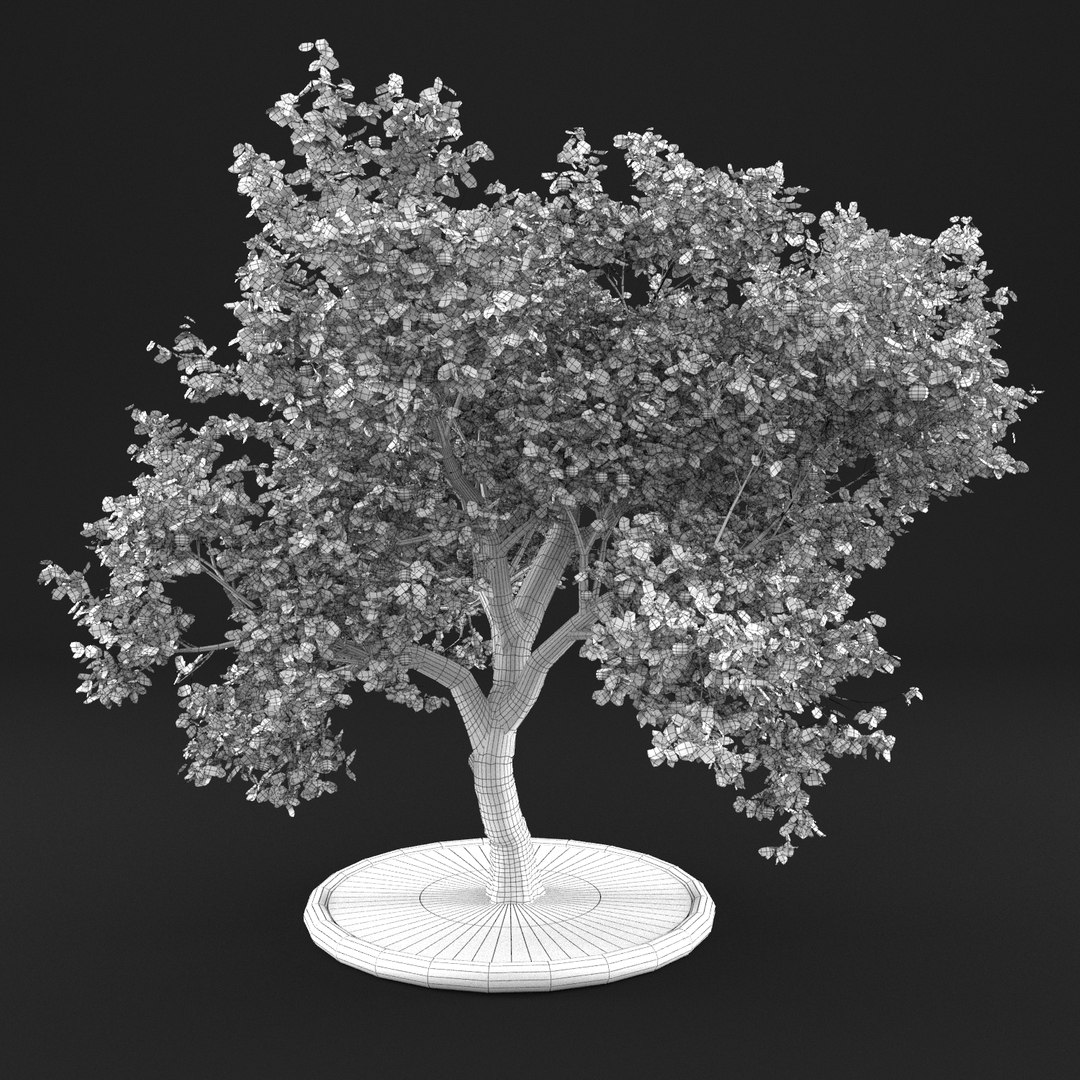 Apple Tree Model - TurboSquid 1159244