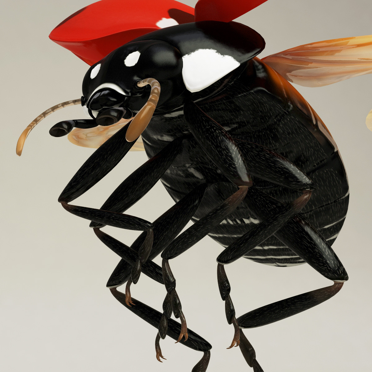 3d ladybug pose2 model