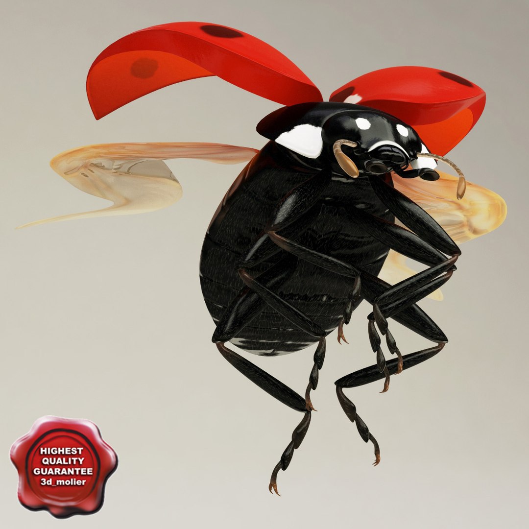 3d Ladybug Pose2 Model
