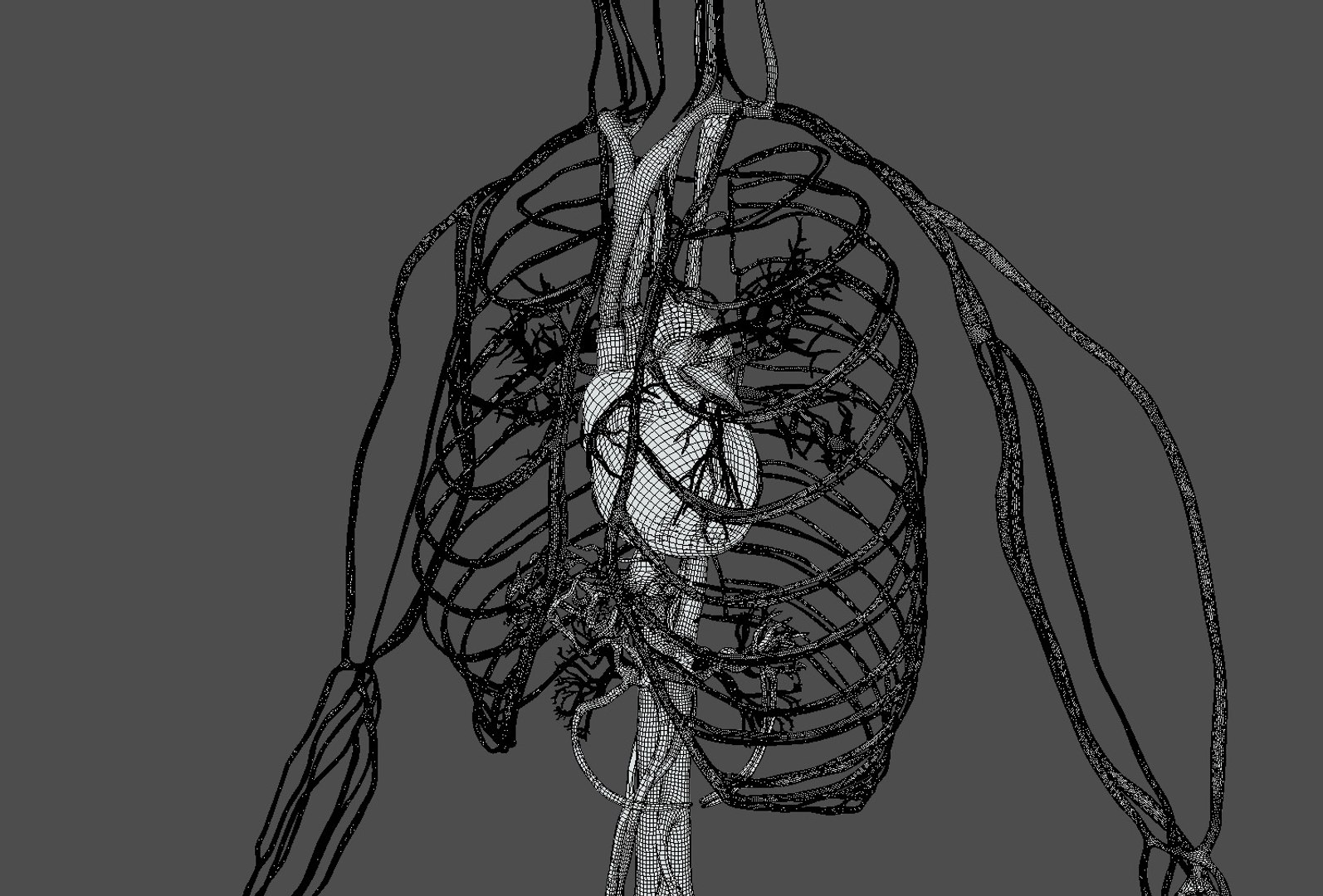 3D Heart Science Anatomy Model - TurboSquid 1369865