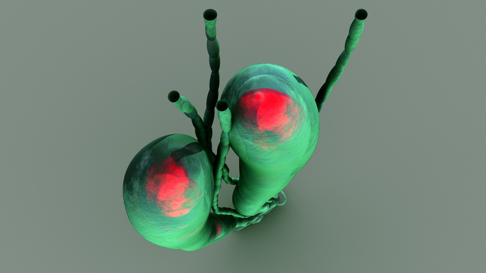 3d model spore ascus fungi