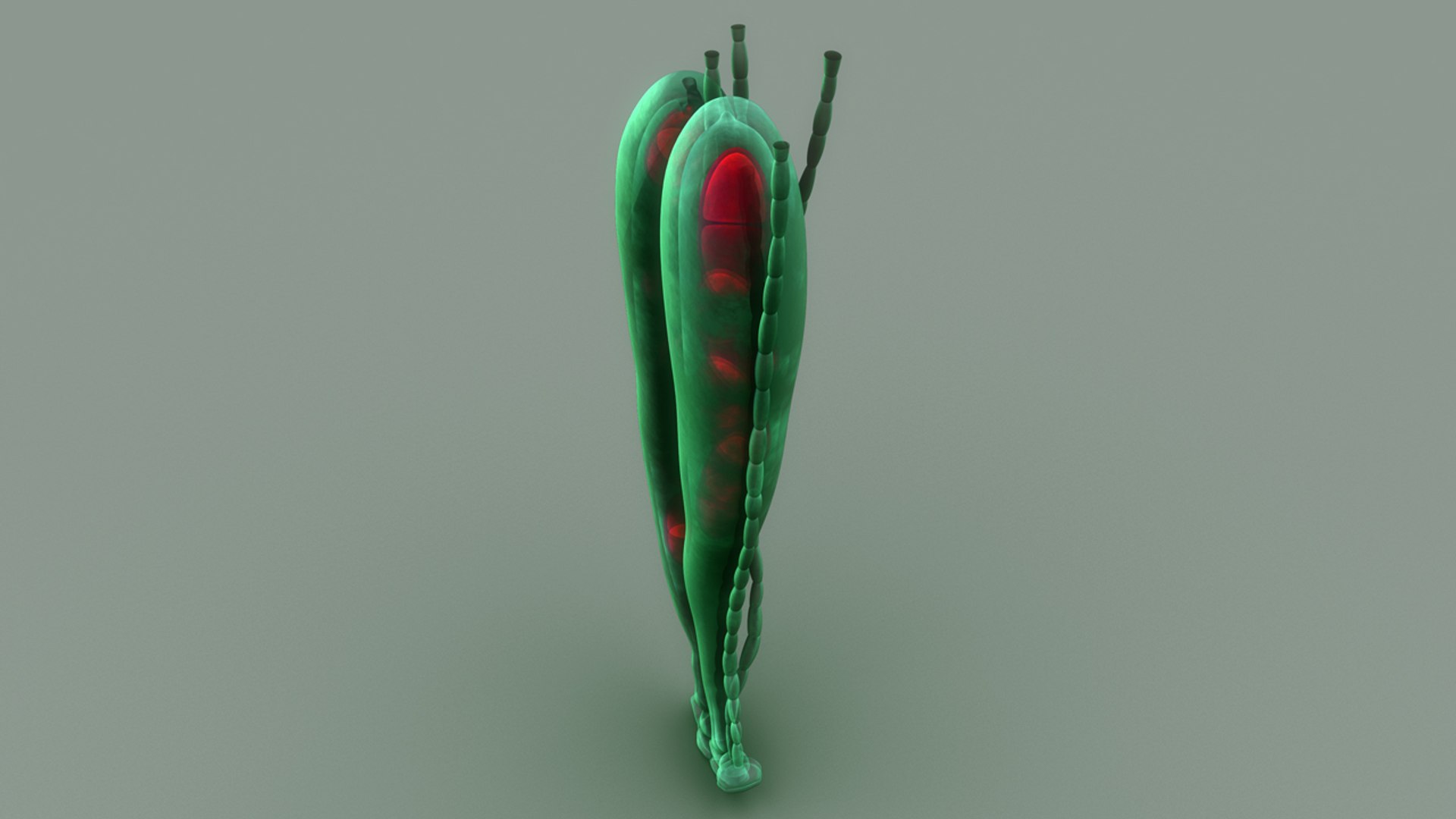 3d model spore ascus fungi