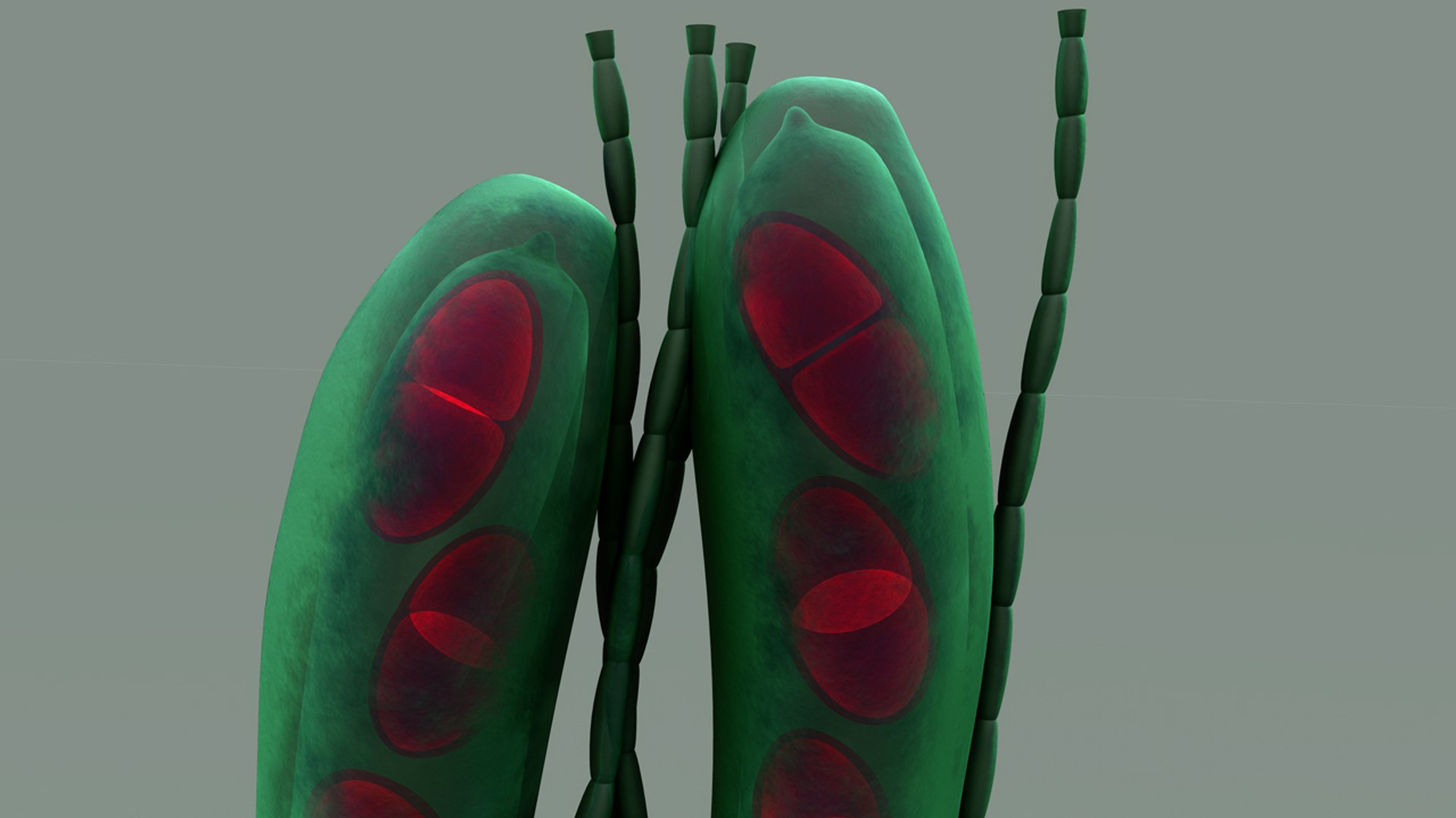 3d model spore ascus fungi