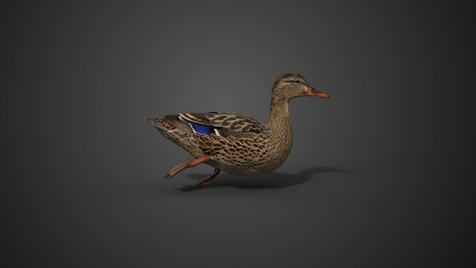 3D Mallard Female Animated - TurboSquid 2081165