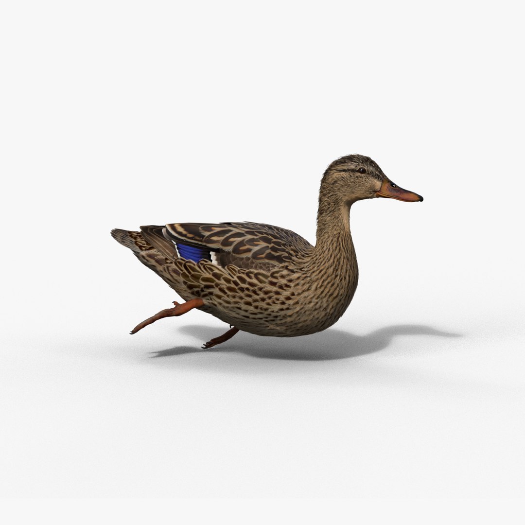 3D Mallard Female Animated - TurboSquid 2081165
