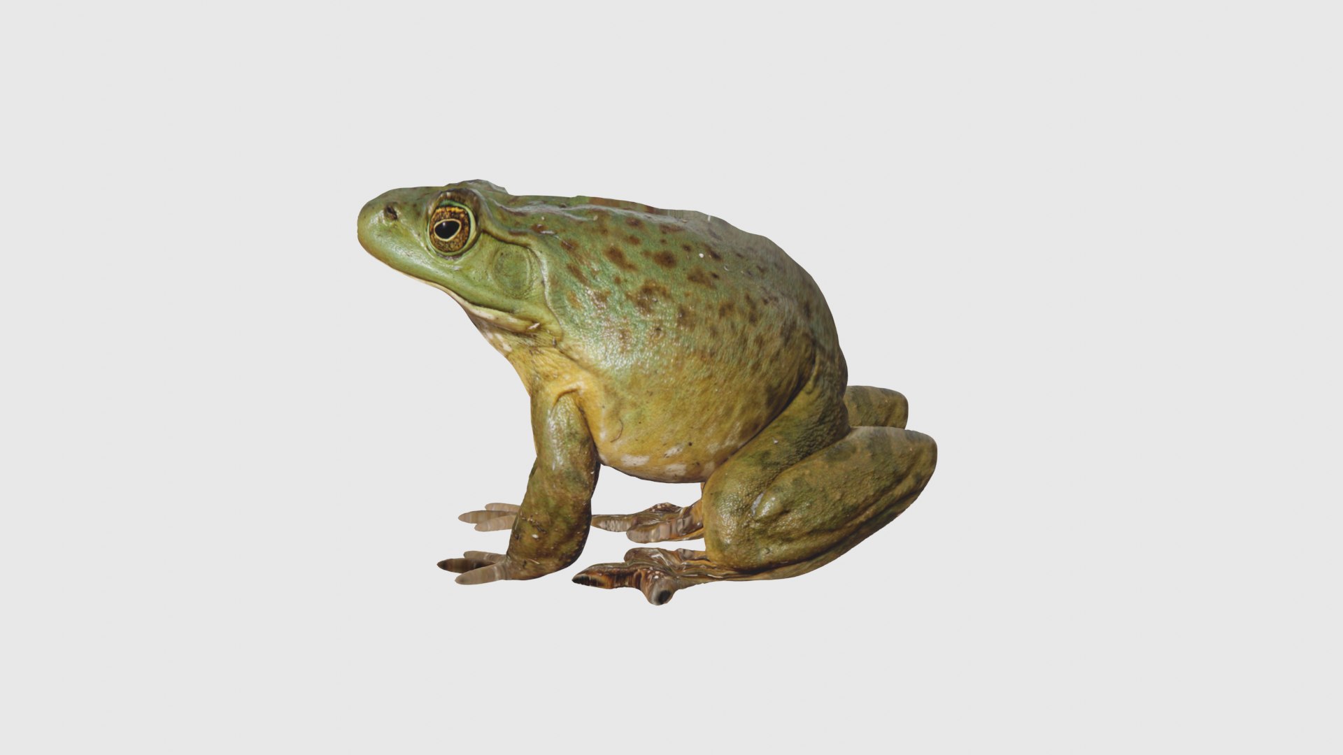 Low Poly Bullfrog Rigged With Realistic Texture 3D Model - TurboSquid ...