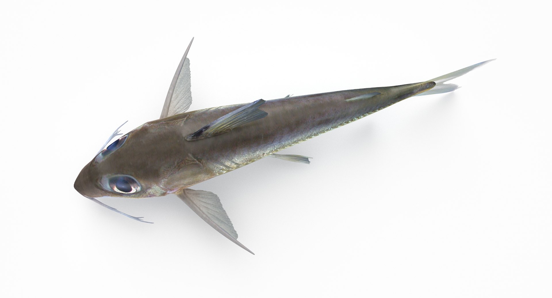 Mouse Catfish 3D Model - TurboSquid 1414115
