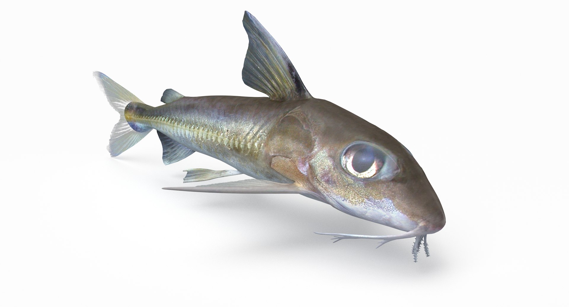 Mouse Catfish 3D Model - TurboSquid 1414115