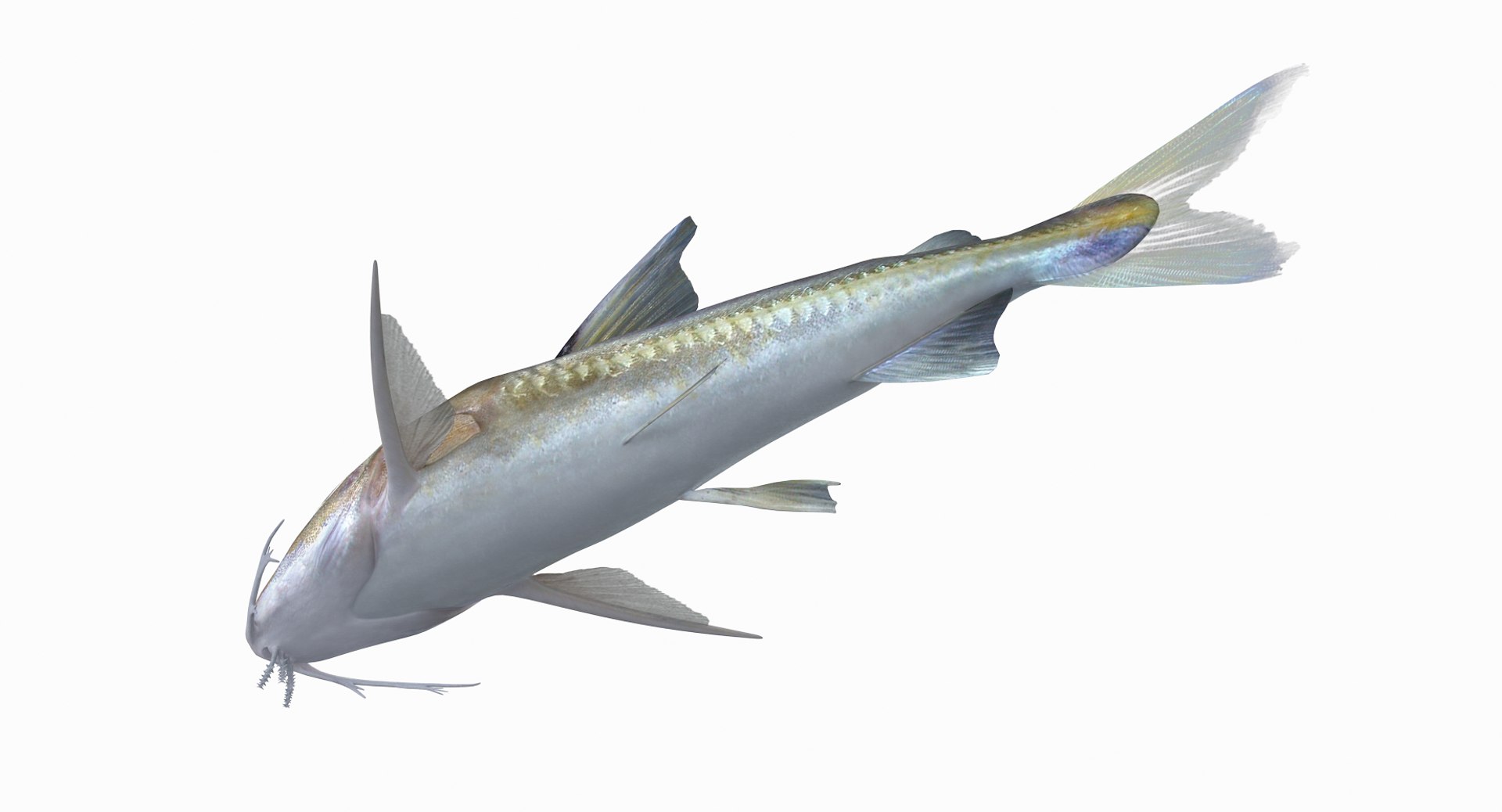 Mouse Catfish 3D Model - TurboSquid 1414115