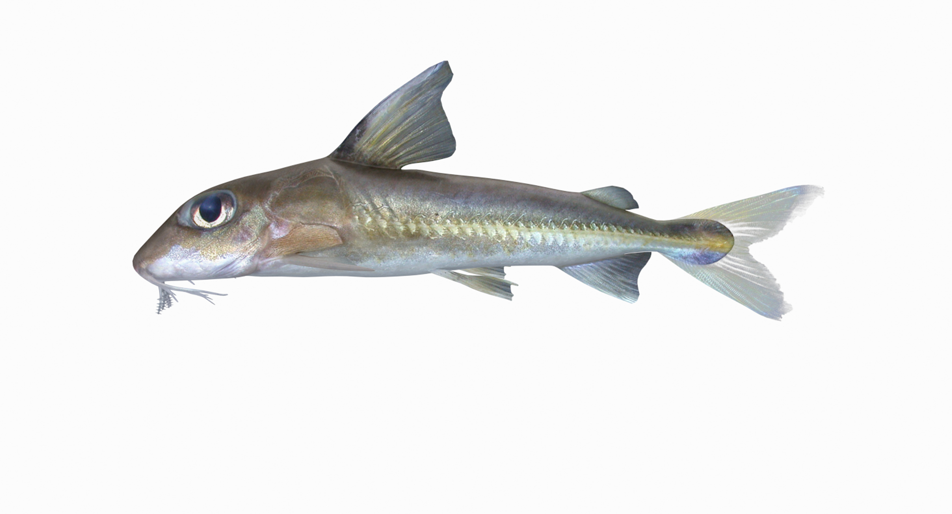 Mouse Catfish 3D Model - TurboSquid 1414115