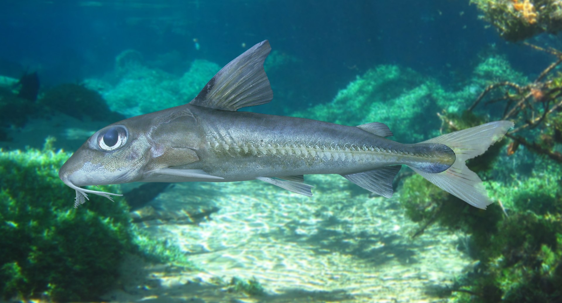 Mouse Catfish 3D Model - TurboSquid 1414115