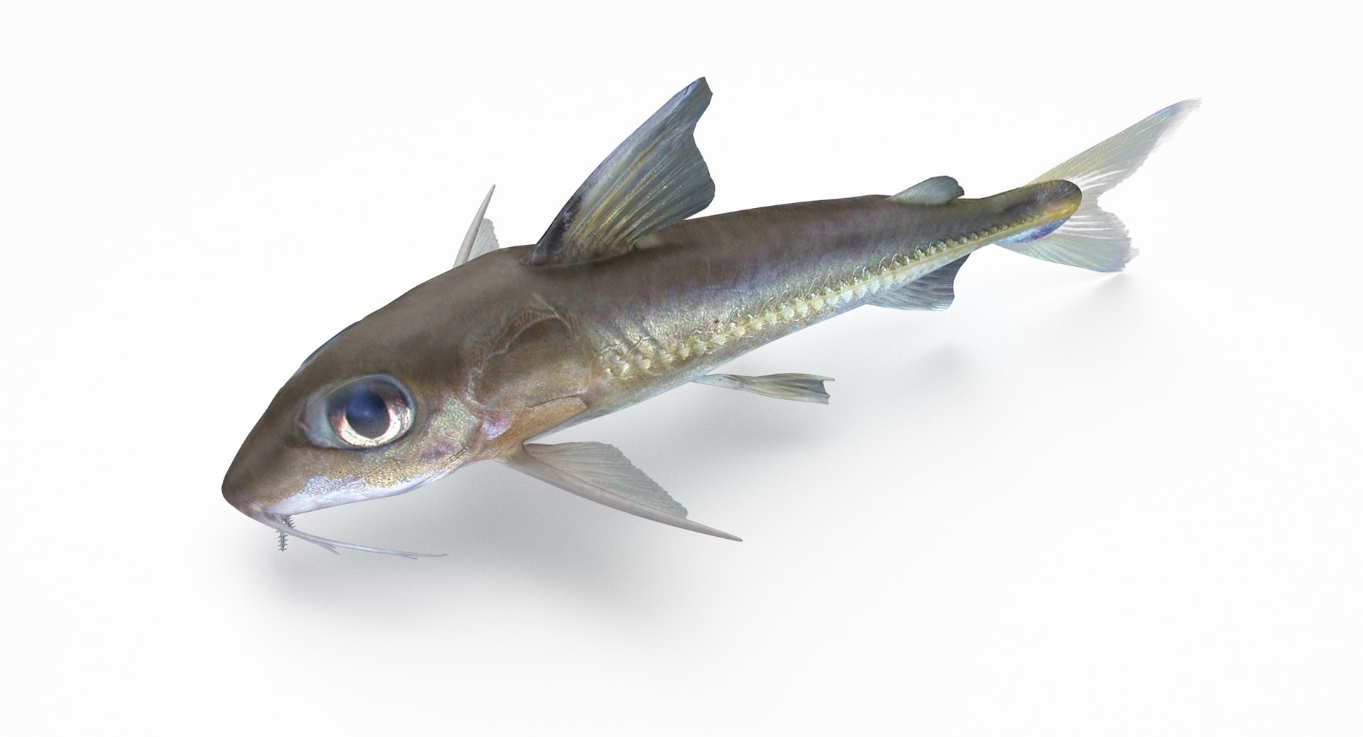 Mouse Catfish 3D Model - TurboSquid 1414115