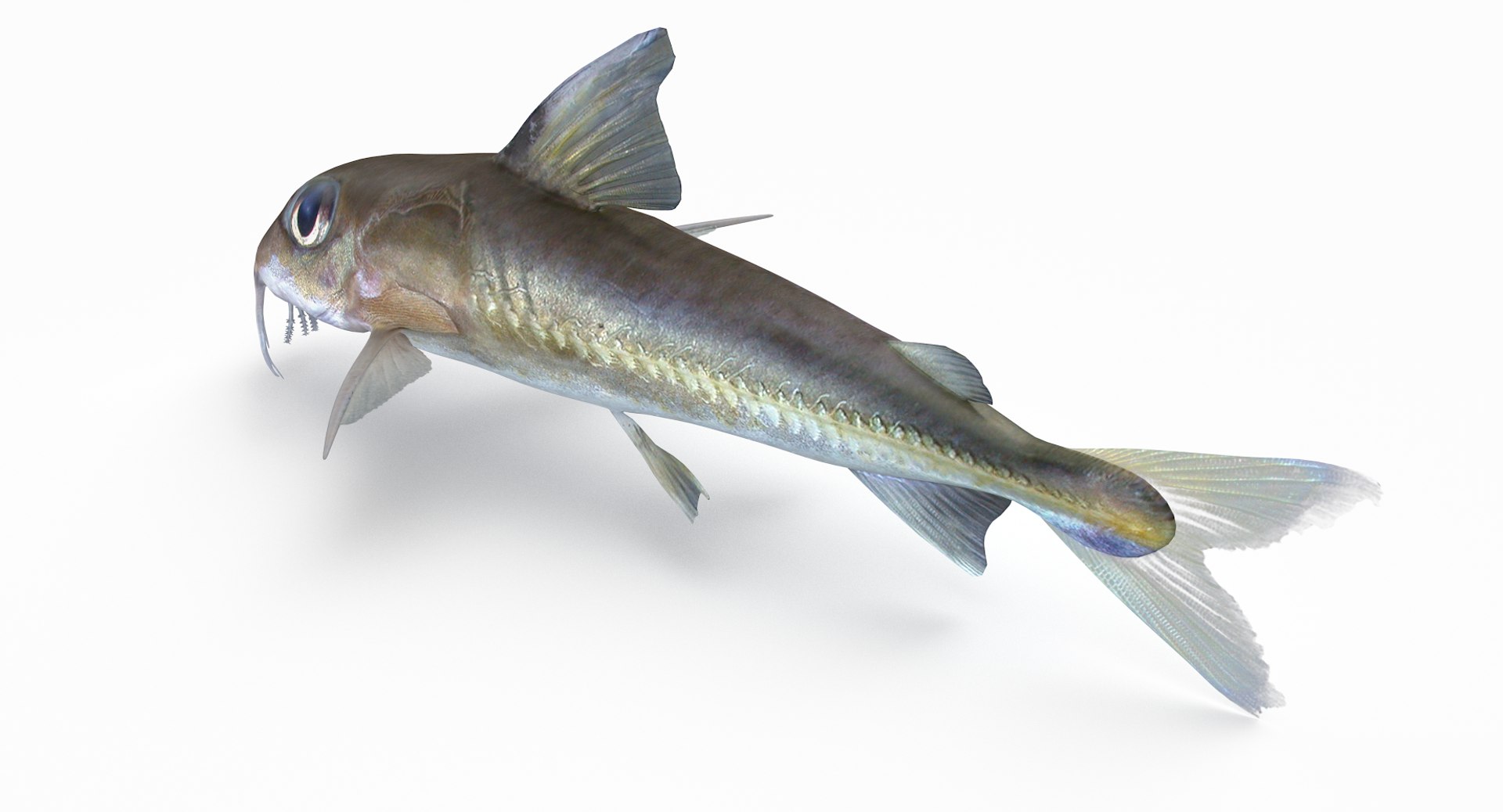 Mouse Catfish 3D Model - TurboSquid 1414115