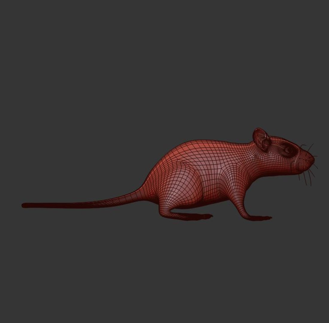 Free Animal Rat Mouse Model - TurboSquid 1520064