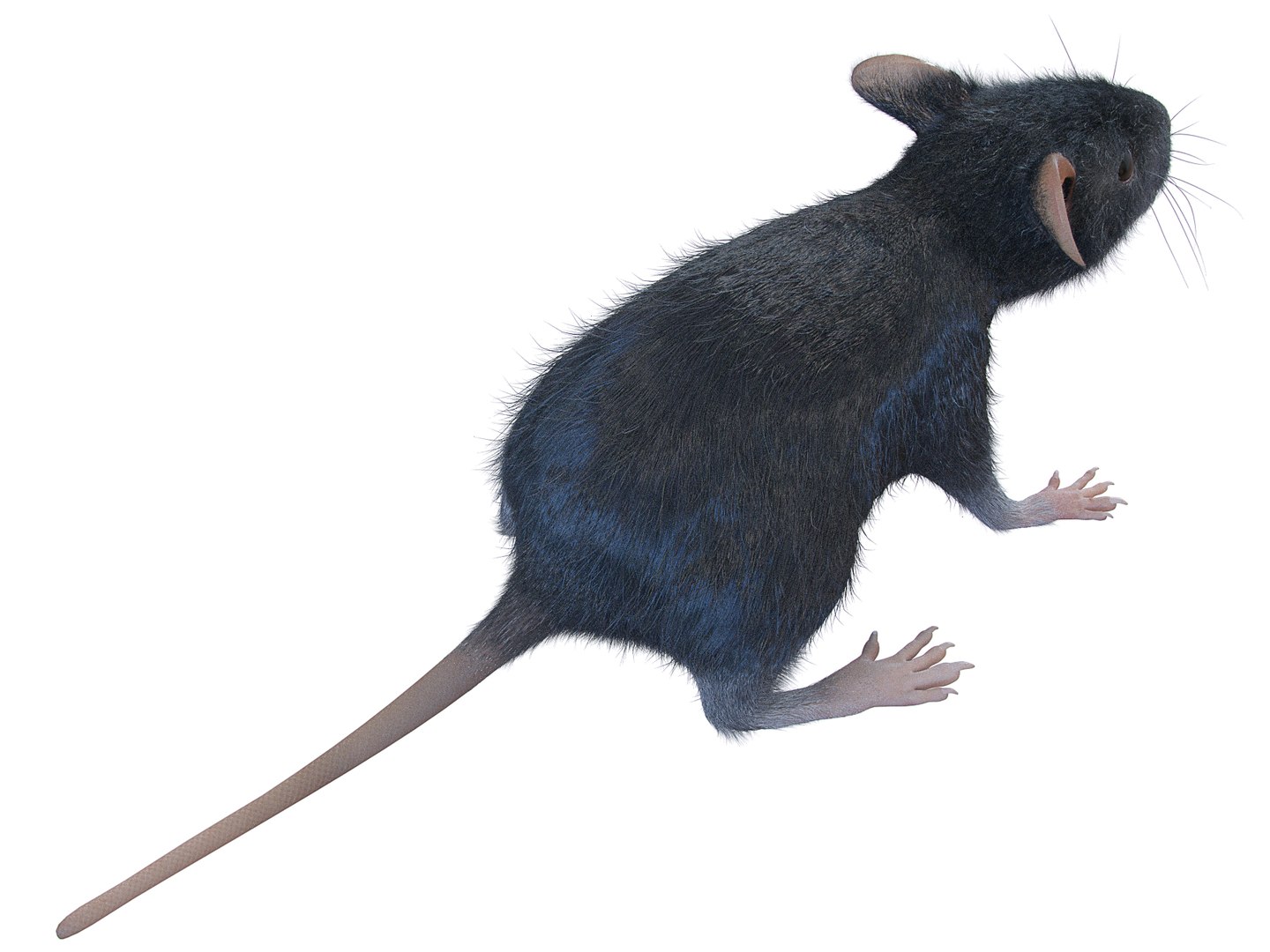 Free Animal Rat Mouse Model - TurboSquid 1520064