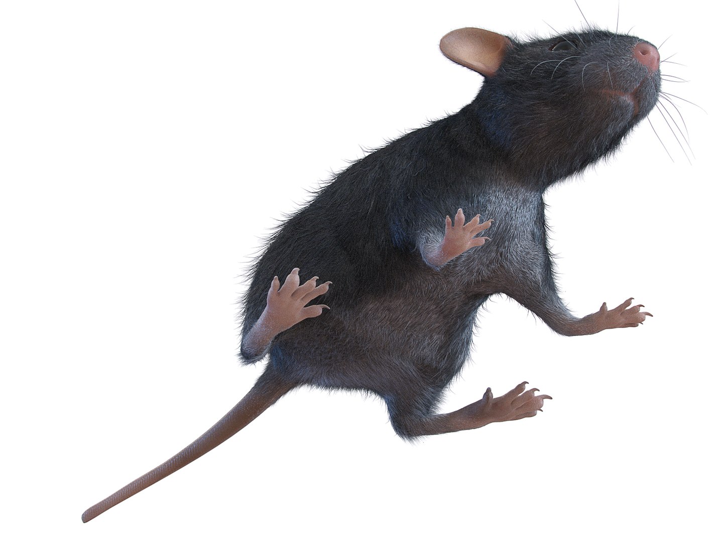 Free Animal Rat Mouse Model - TurboSquid 1520064